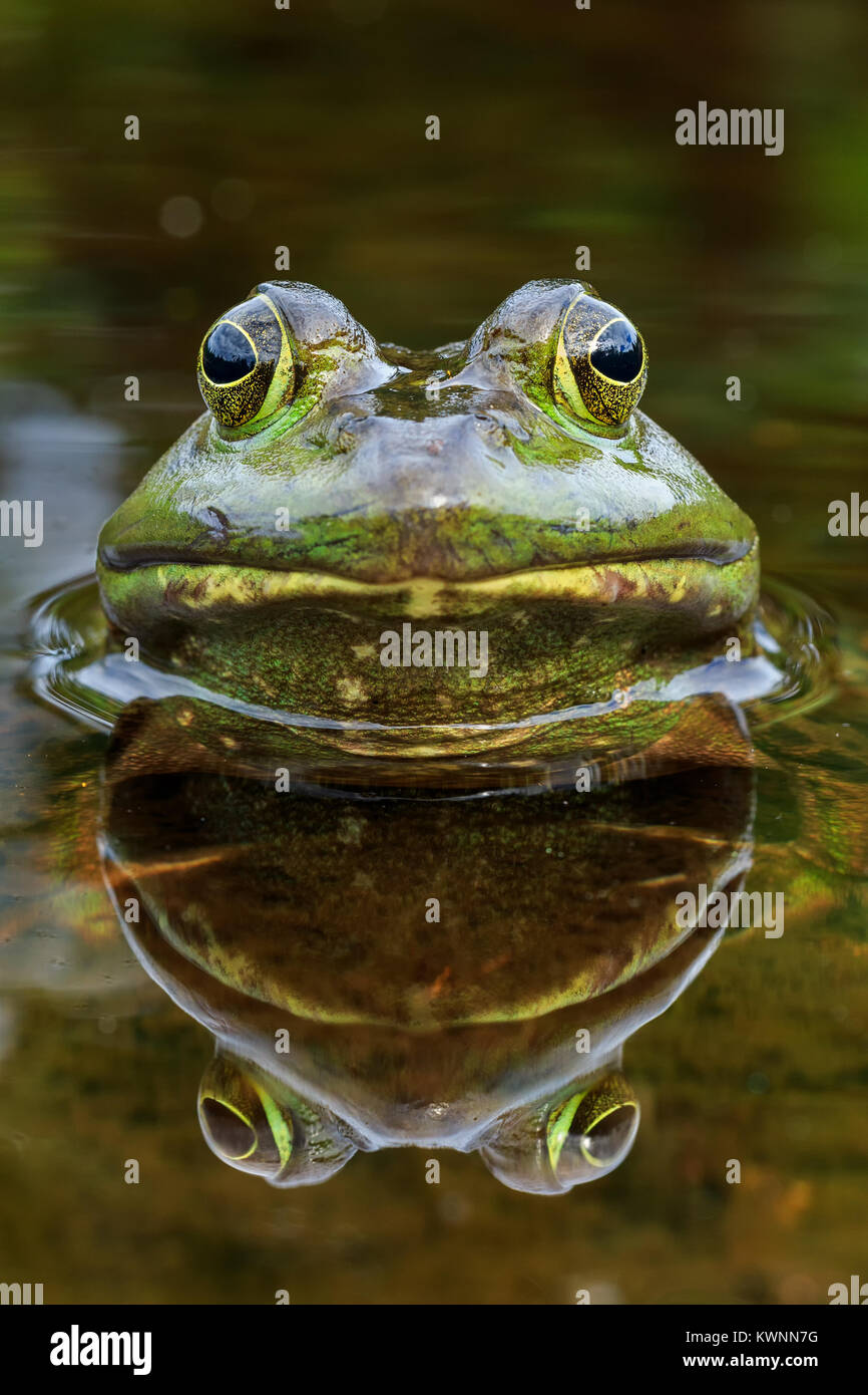 A front view of an American Bullfrog Stock Photo - Alamy