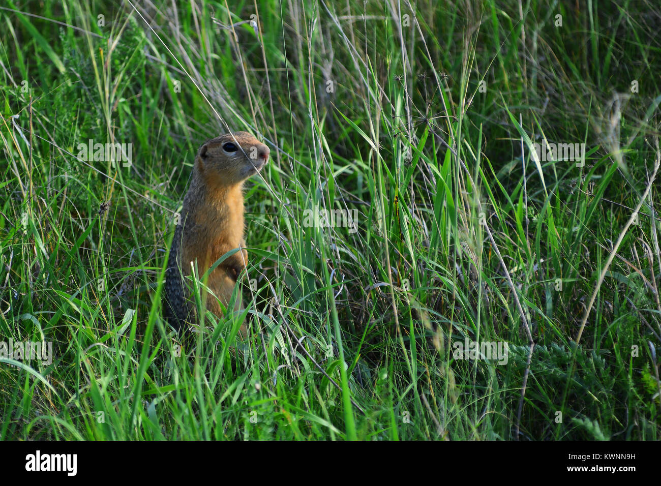 gray gopher in the grass on his hind legs Stock Photo - Alamy