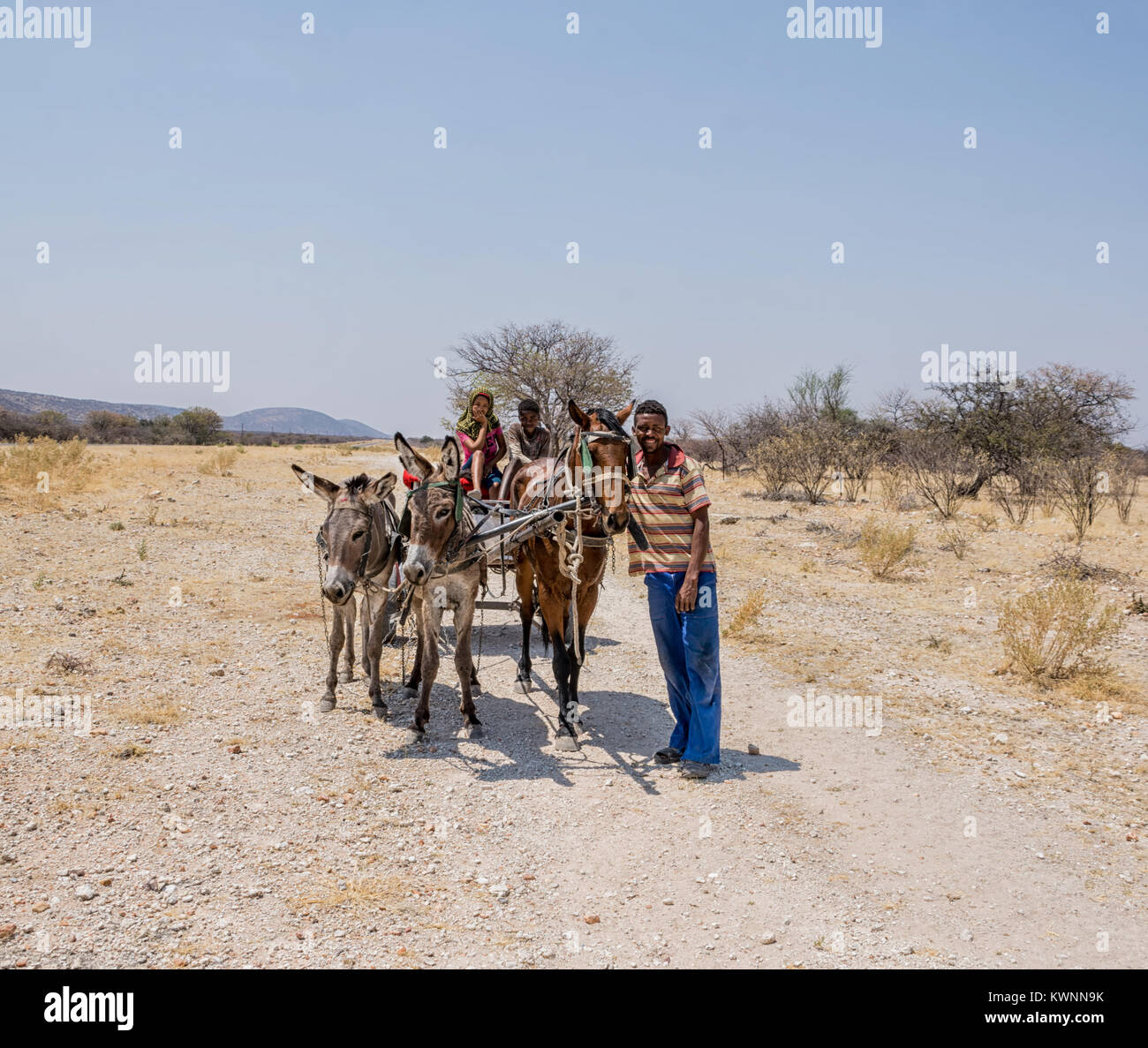 Donkey harnessed hi-res stock photography and images - Alamy