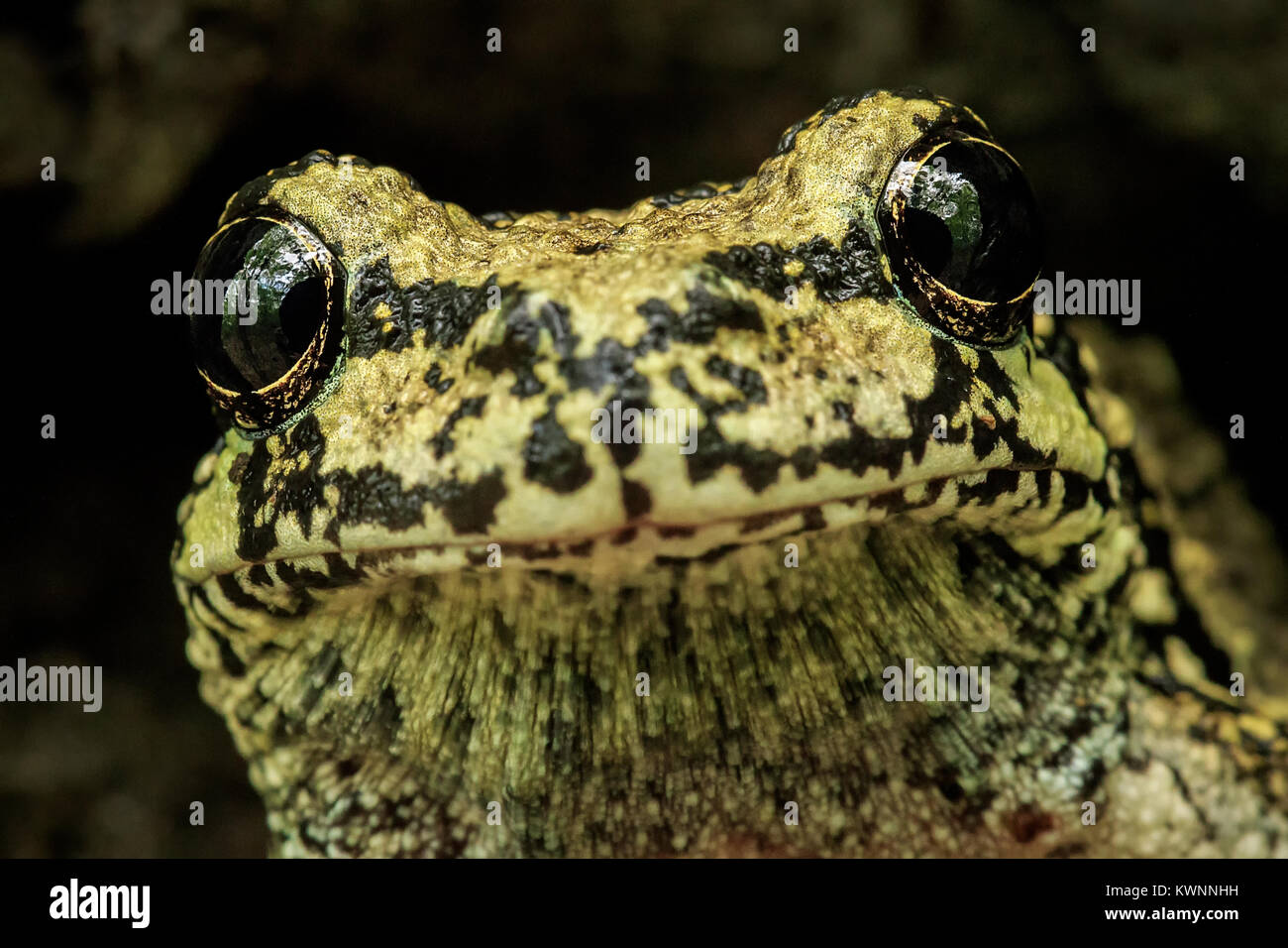 Gray tree hi-res stock photography and images - Alamy