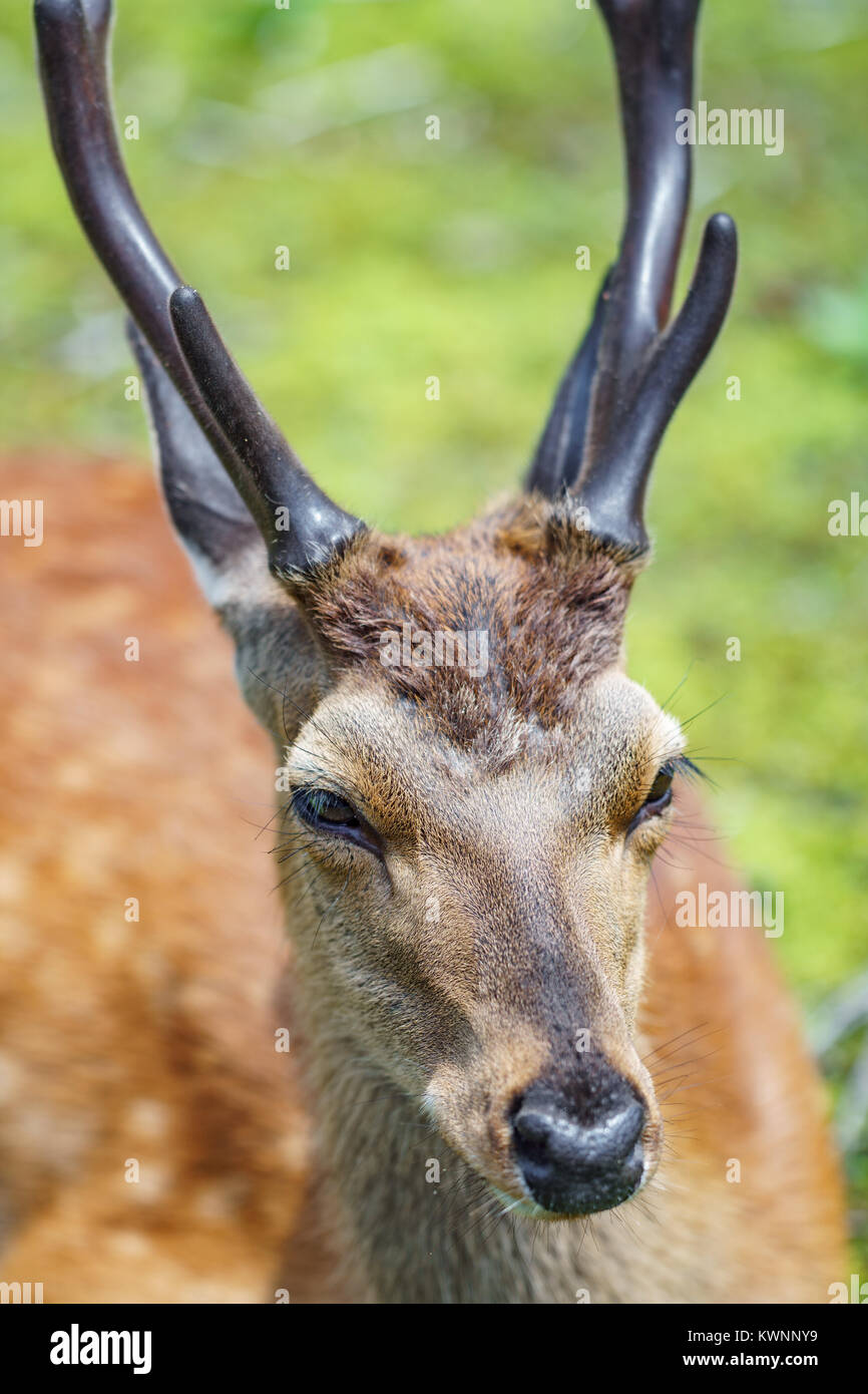 Male deer head and antler closeup Stock Photo - Alamy