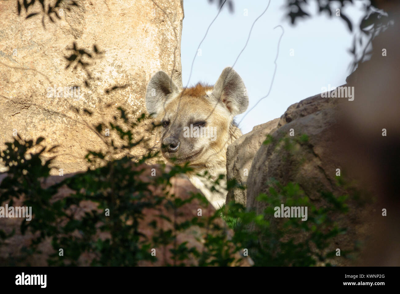 Hyena hidden in the bush Stock Photo - Alamy