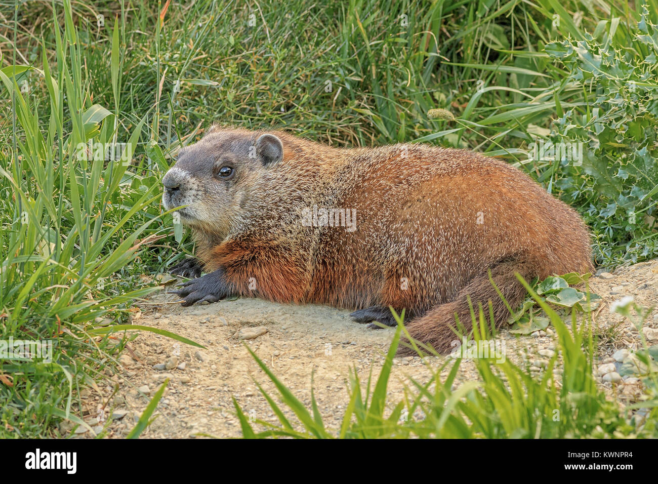 Groundhog den hi-res stock photography and images - Alamy
