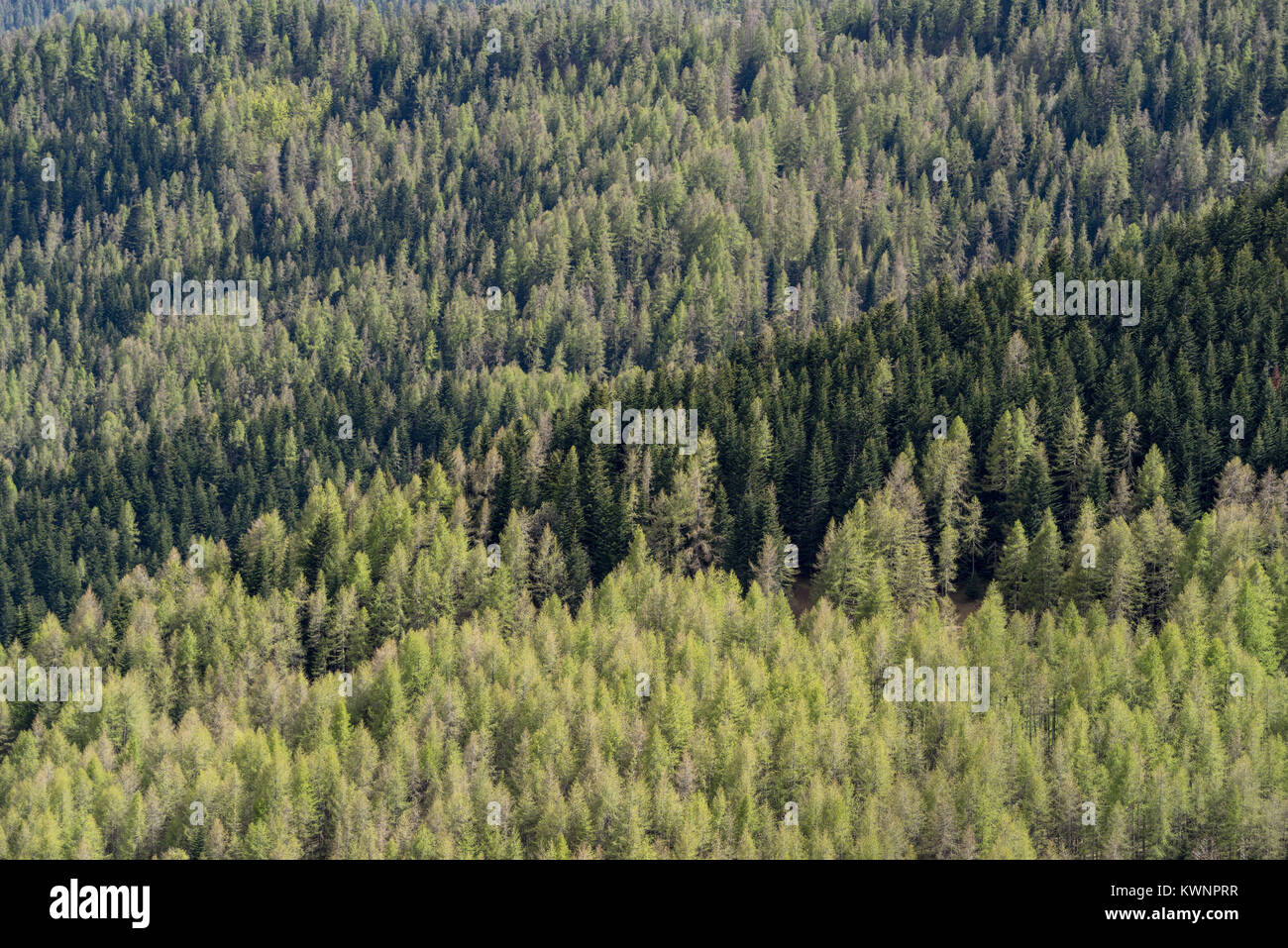 Dense evergreen forests highland trees hi-res stock photography and images - Alamy