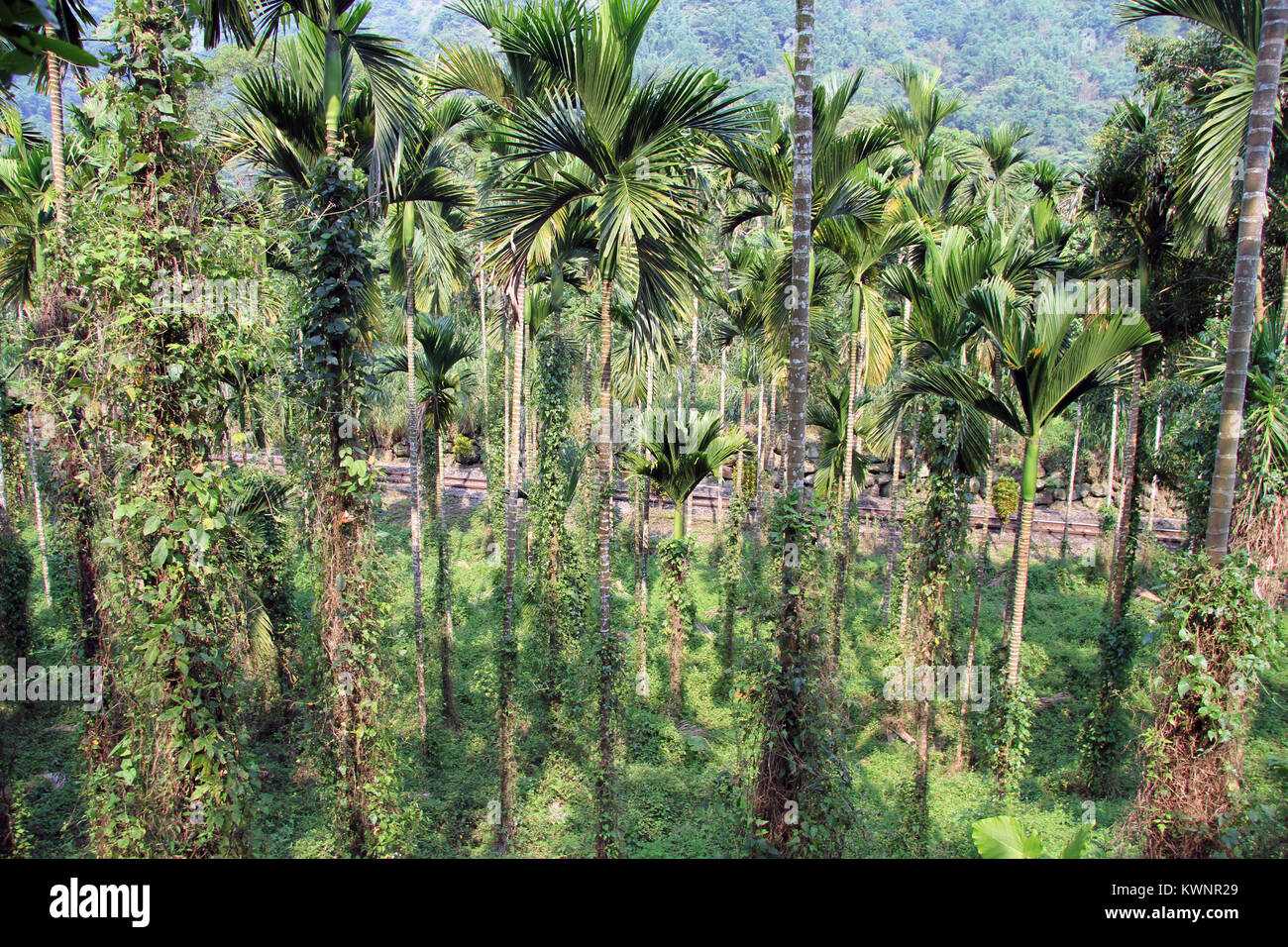 Palm trees and railroad in Taiwan Stock Photo - Alamy
