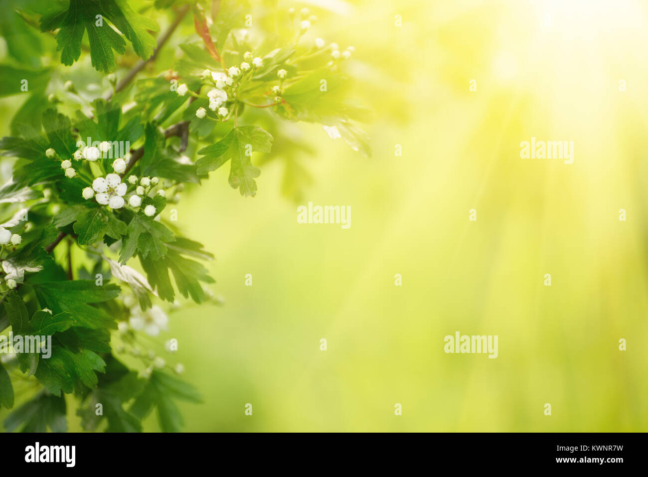 Spring flowers frame Stock Photo - Alamy