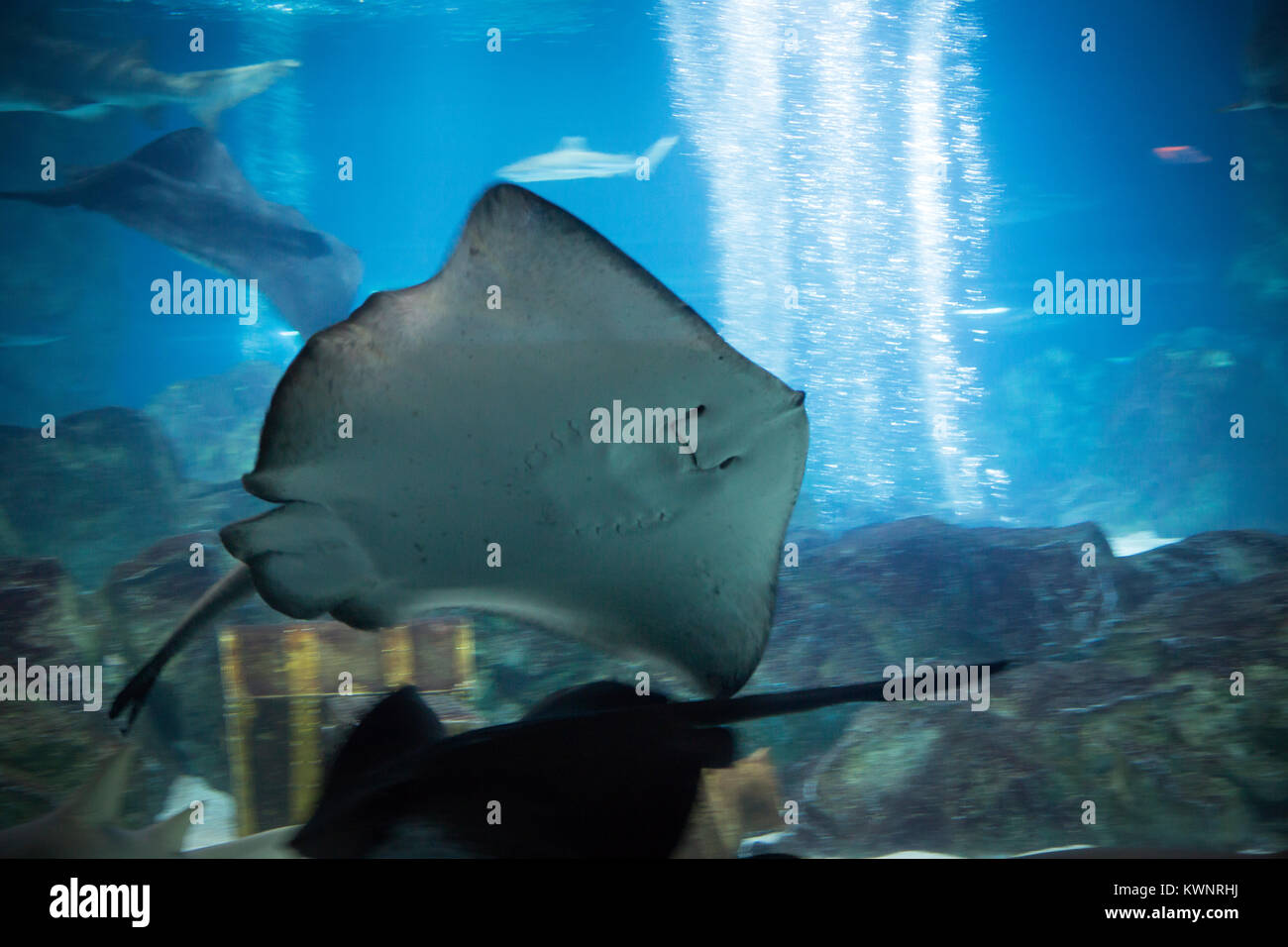 RF photo - various marine life. tropical fish, turtle, jellyfish ...