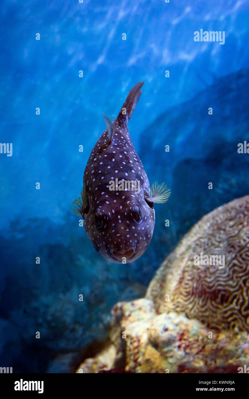 RF photo - various marine life. tropical fish, turtle, jellyfish ...