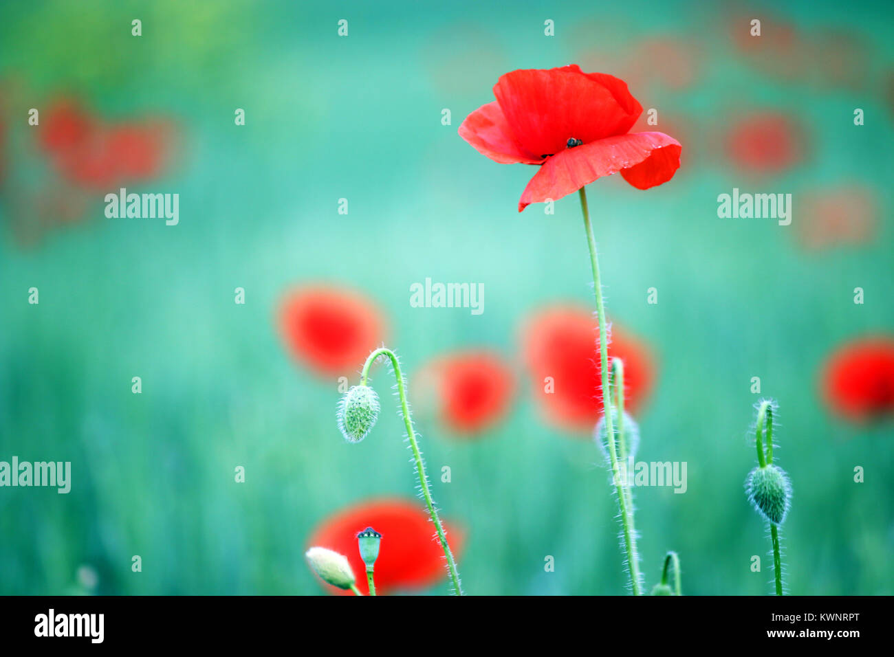 poppy flower nature spring season Stock Photo - Alamy