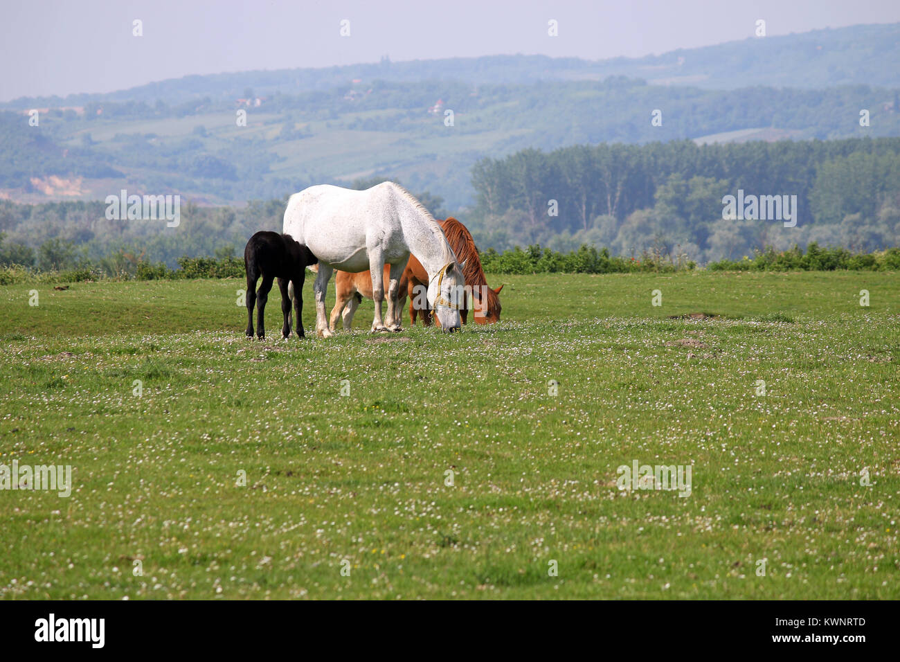 Horses and foal hi-res stock photography and images - Alamy