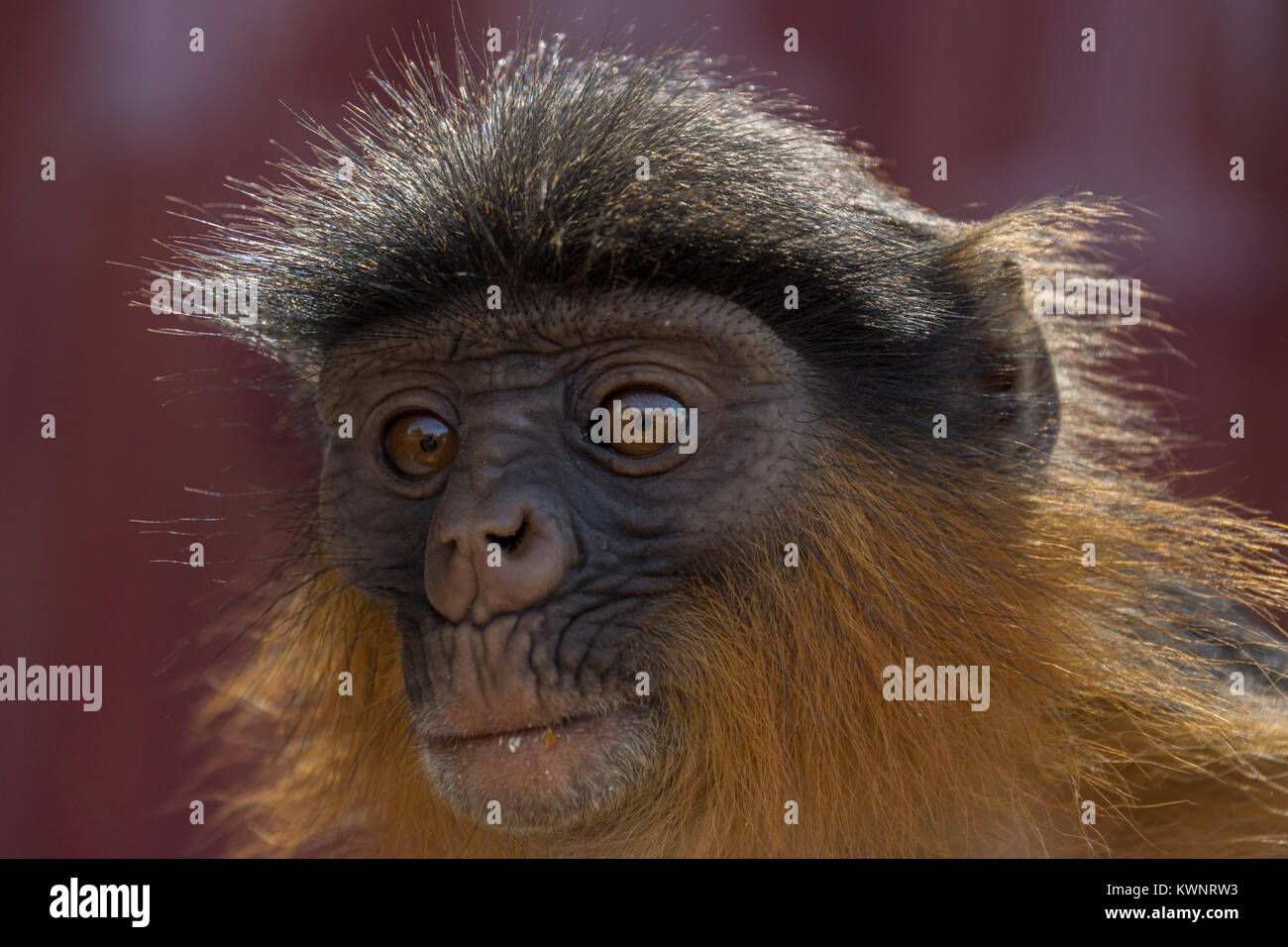 West african monkeys hi-res stock photography and images - Alamy