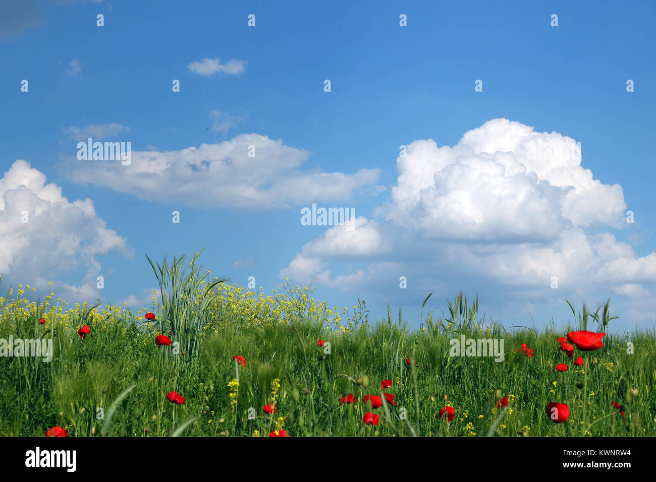 Meadow spring hi-res stock photography and images - Alamy