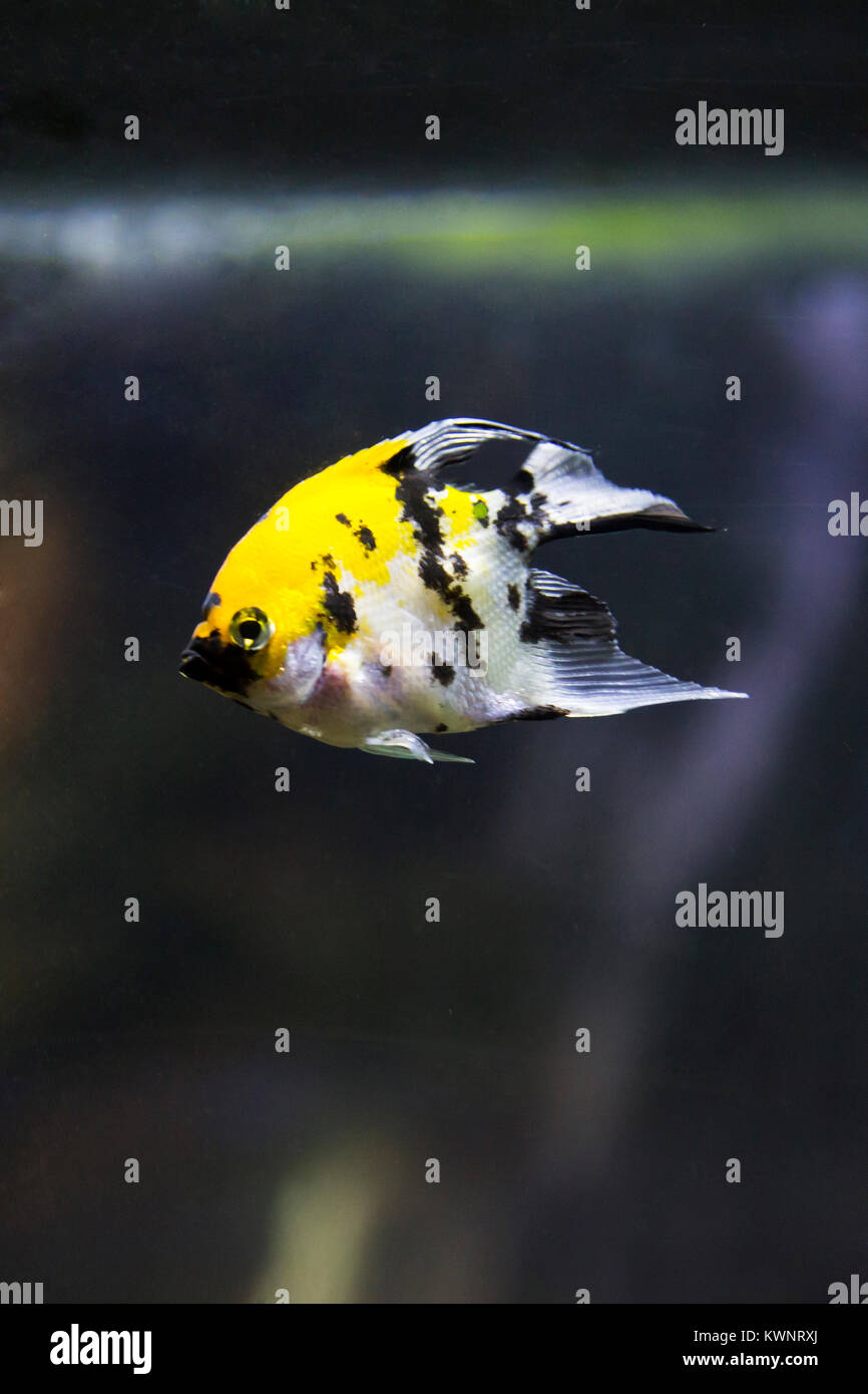 RF photo - various marine life. tropical fish, turtle, jellyfish ...
