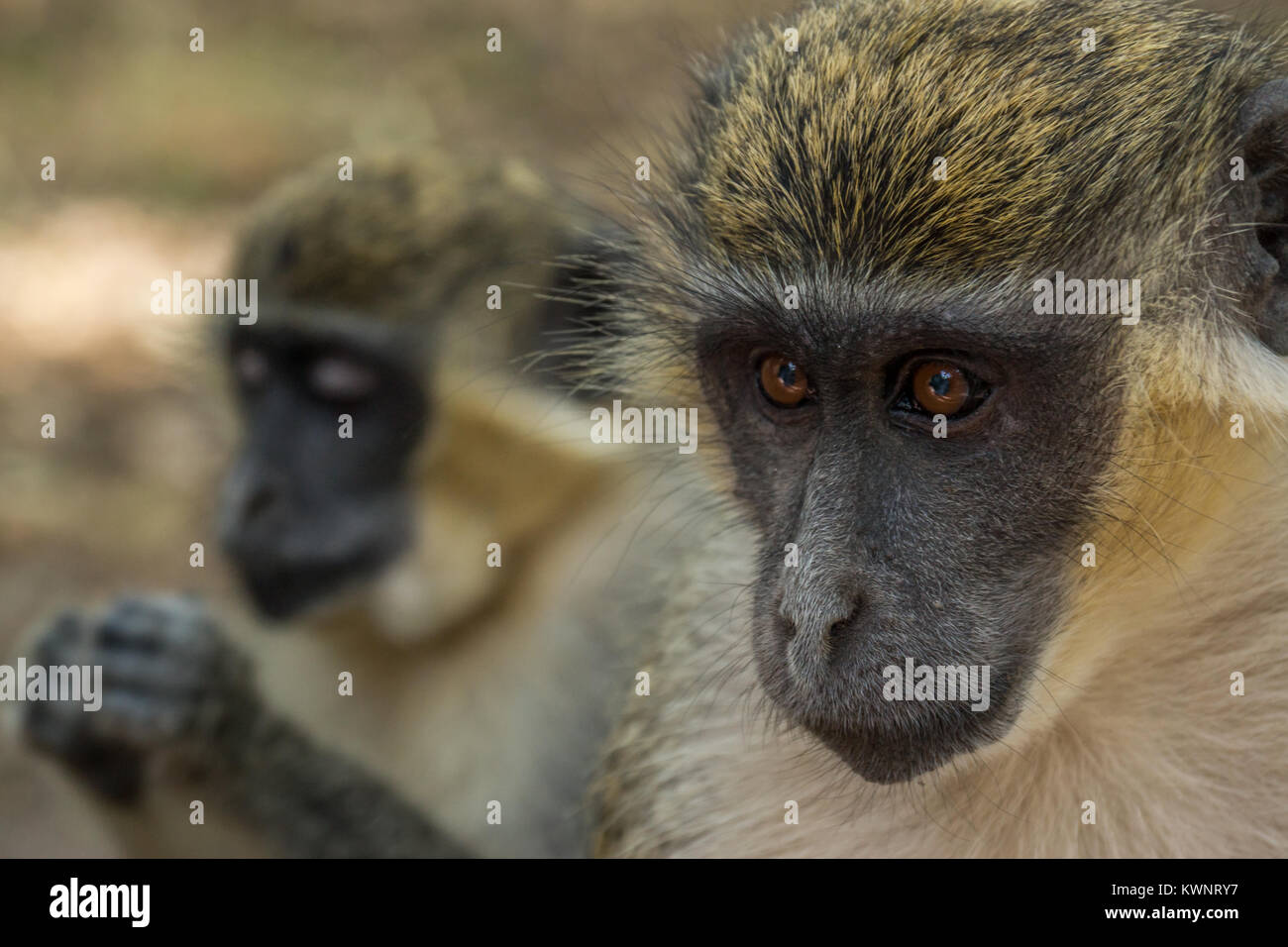 West african monkeys hi-res stock photography and images - Alamy