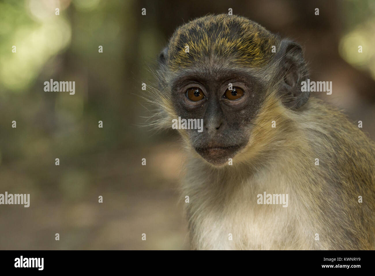 Wild Green Vervet Monkeys in Bigilo forest park located in The Gambia ...