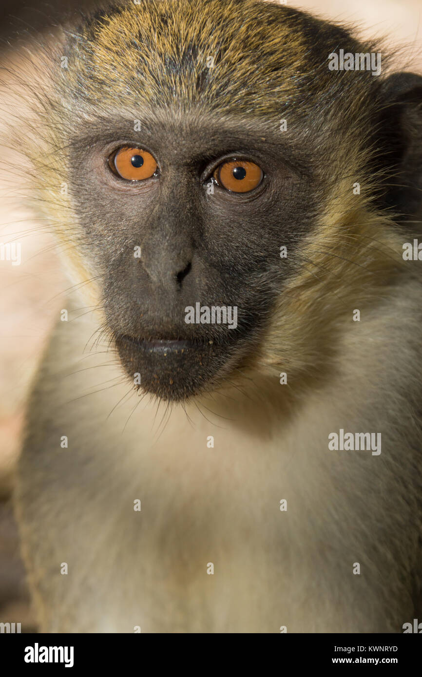 Wild Green Vervet Monkeys in Bigilo forest park located in The Gambia ...