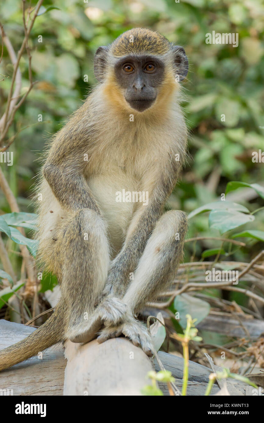 Wild Green Vervet Monkeys in Bigilo forest park located in The Gambia ...