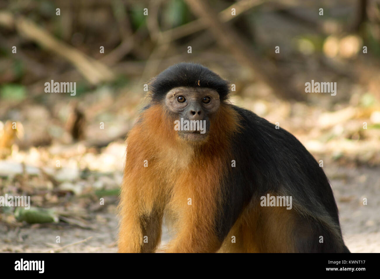 Red Colobus Monkeys in Bigilo forest park located in The Gambia, West ...