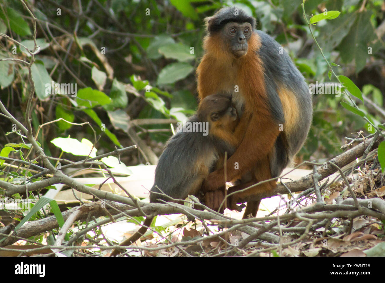 Red Colobus Monkeys in Bigilo forest park located in The Gambia, West ...
