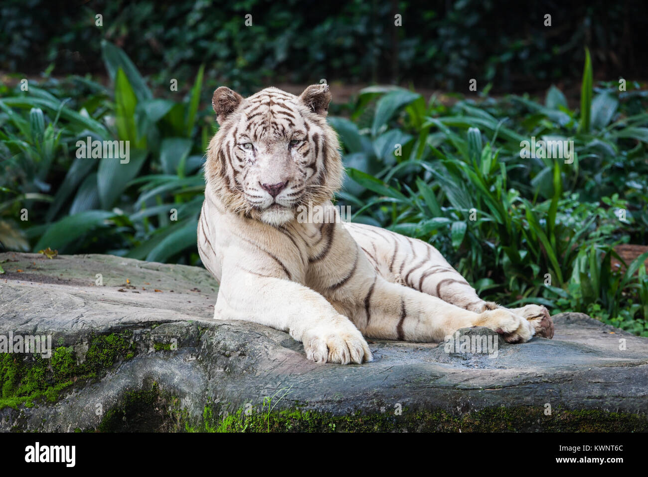 The white tiger is a pigmentation variant of the Bengal tiger Stock ...