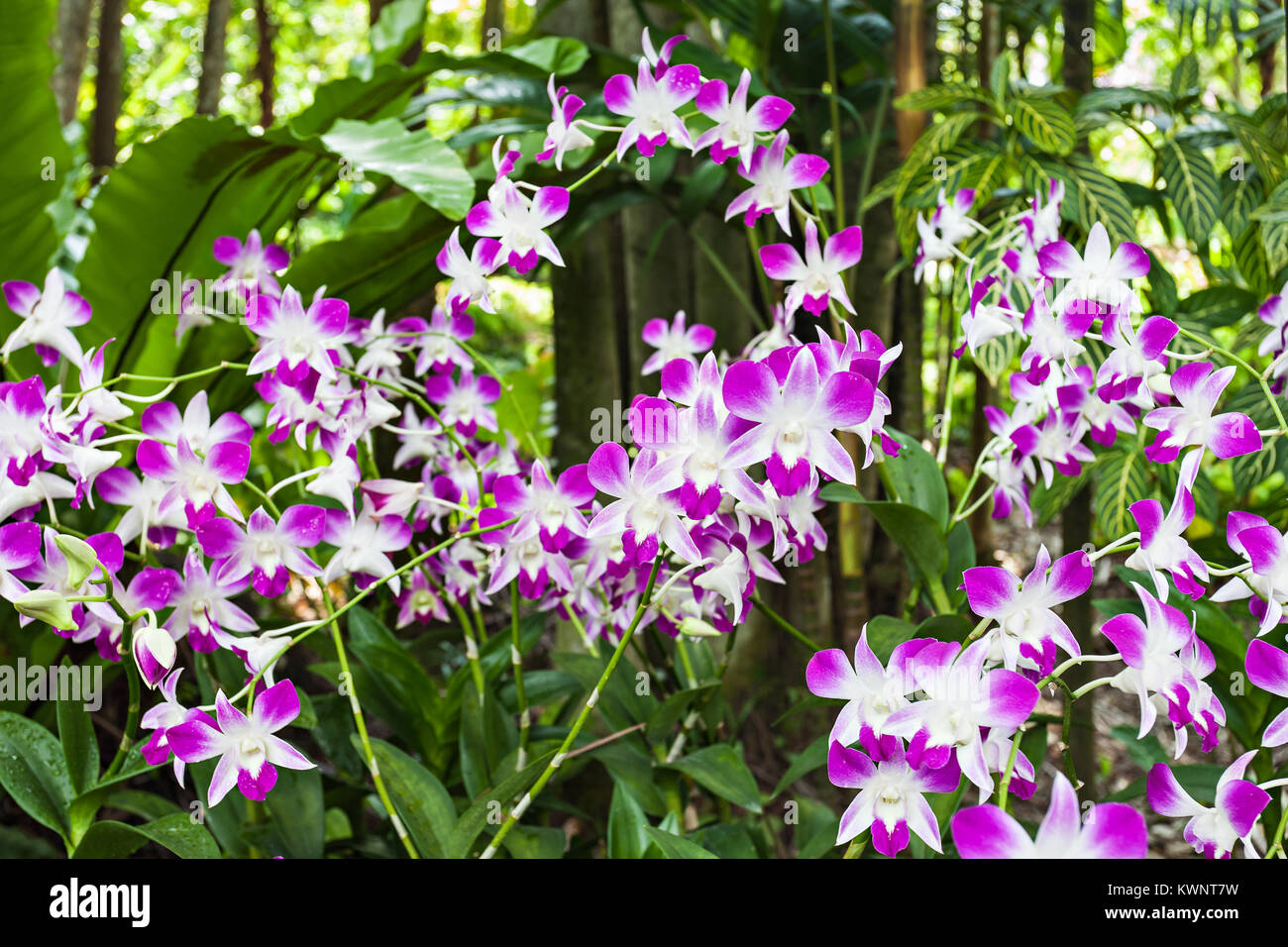 Beauty purple orchids (Orchidaceae family) in the park Stock Photo - Alamy