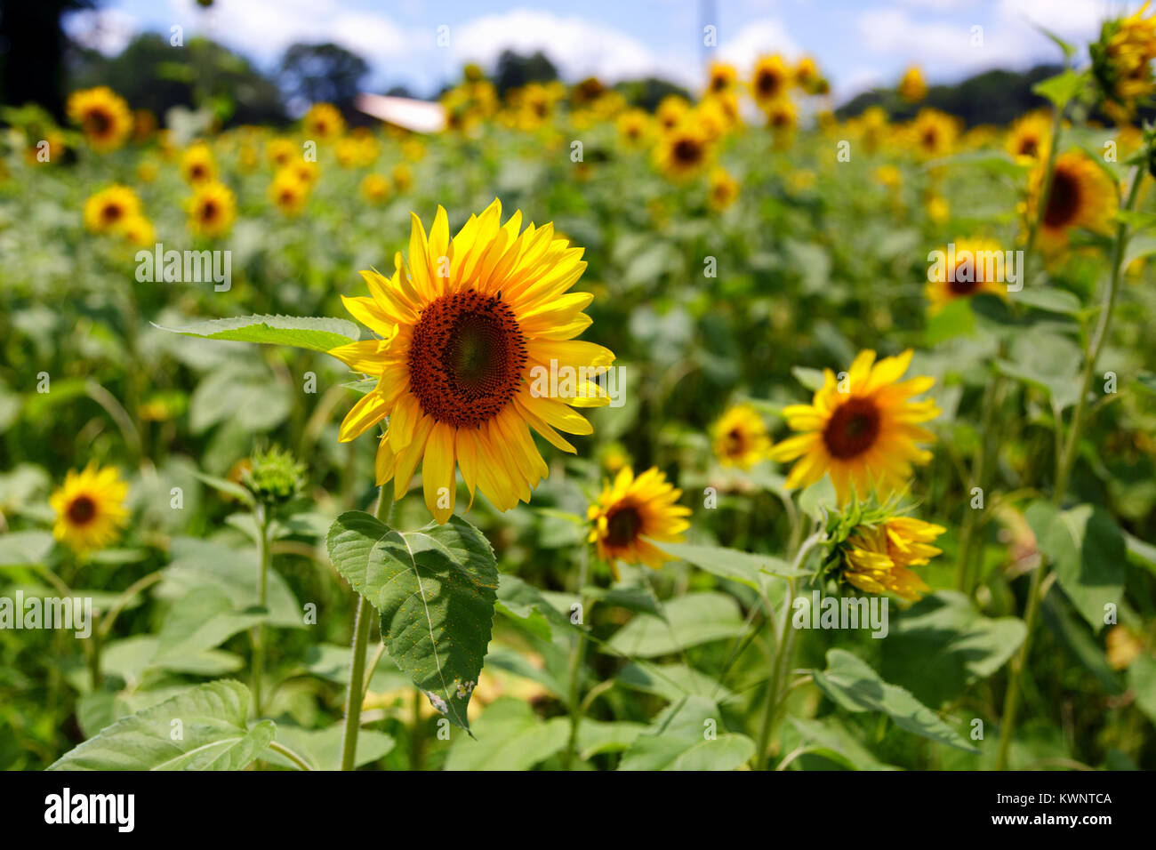 A field of brilliant yellow sunflowers in a sunny, summer field Stock ...