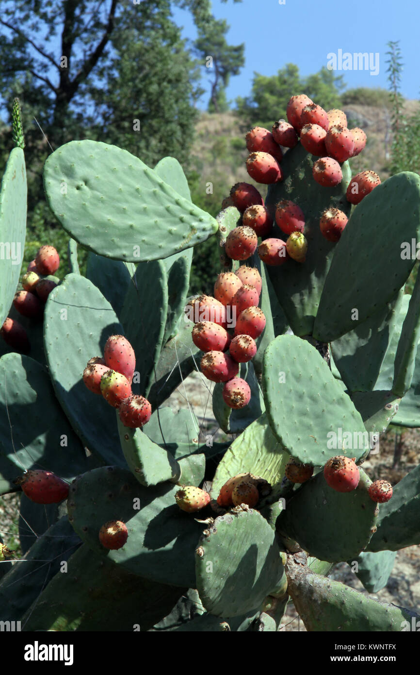 Cactus turkey hi-res stock photography and images - Alamy