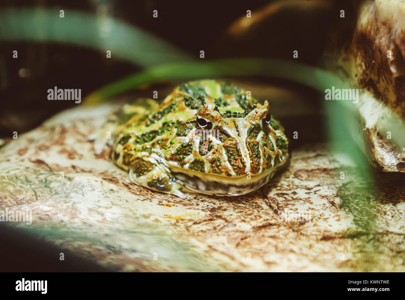 Amazon Horned Frog High Resolution Stock Photography and Images - Alamy