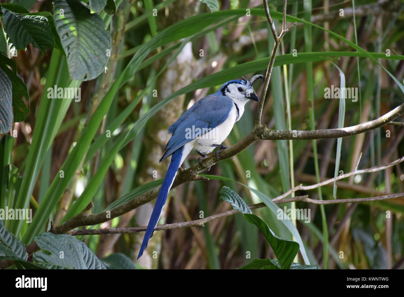 White-throated Magpie-Jay, Arenal, Costa Rica Stock Photo - Alamy