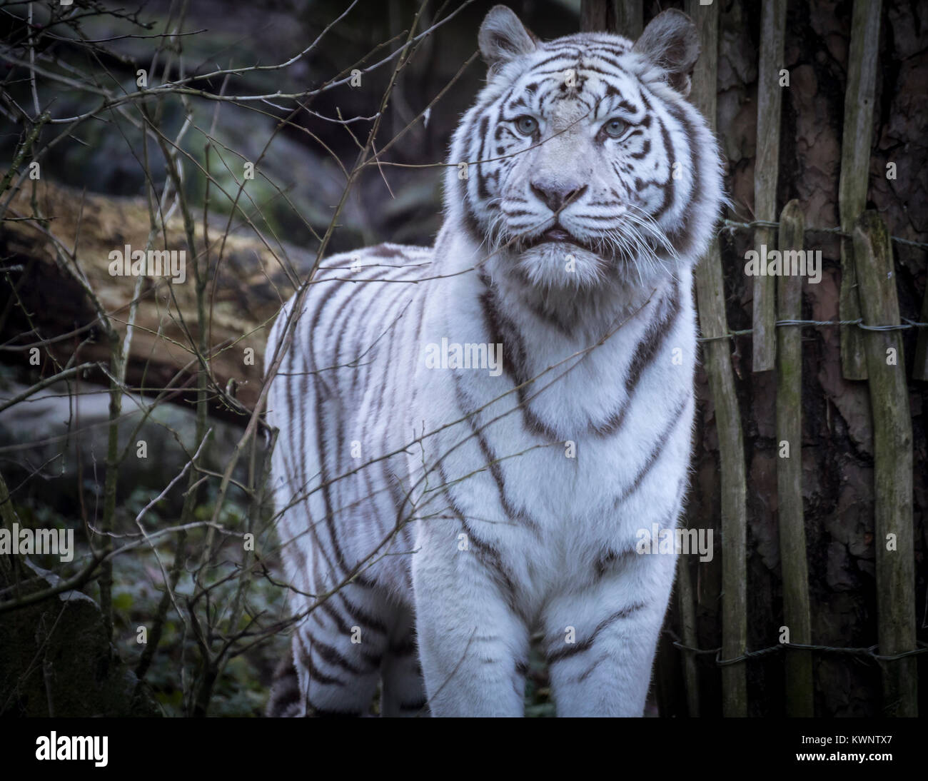 Tiger claw hi-res stock photography and images - Alamy
