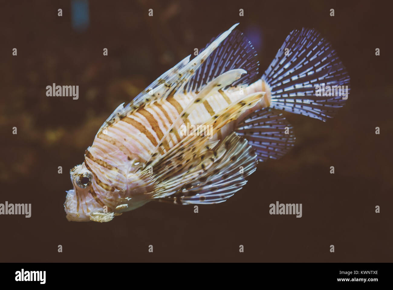 Red firefish lionfish devil firefish hi-res stock photography and ...