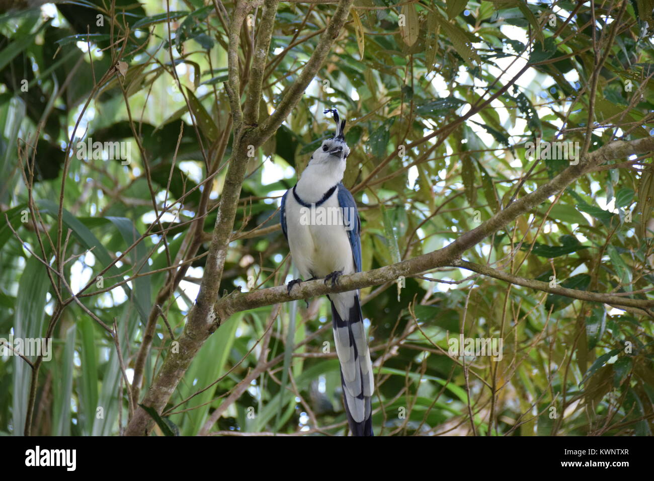 White-throated Magpie-Jay, Arenal, Costa Rica Stock Photo - Alamy