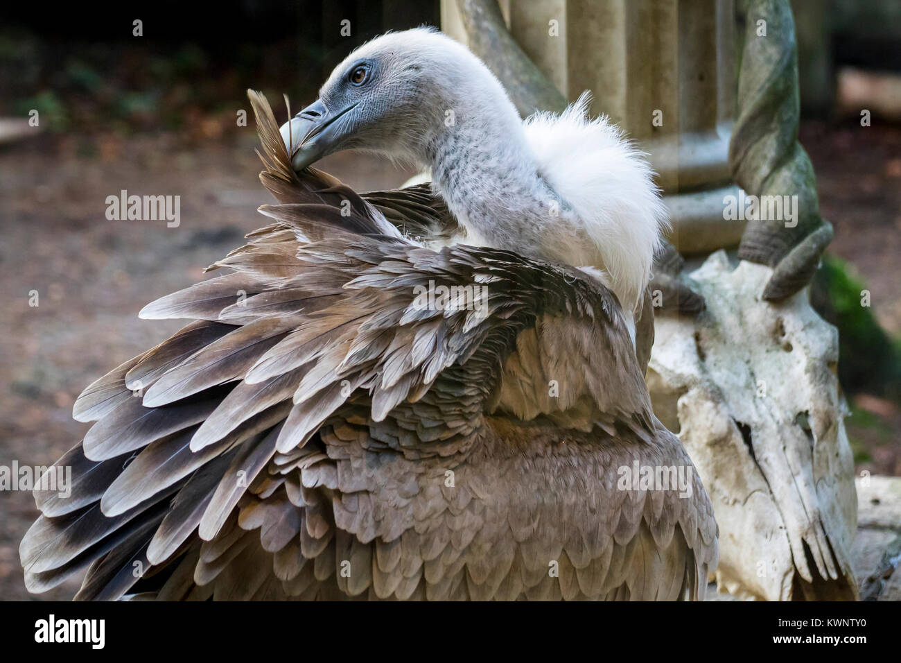 Beautiful vulture bird Stock Photo - Alamy