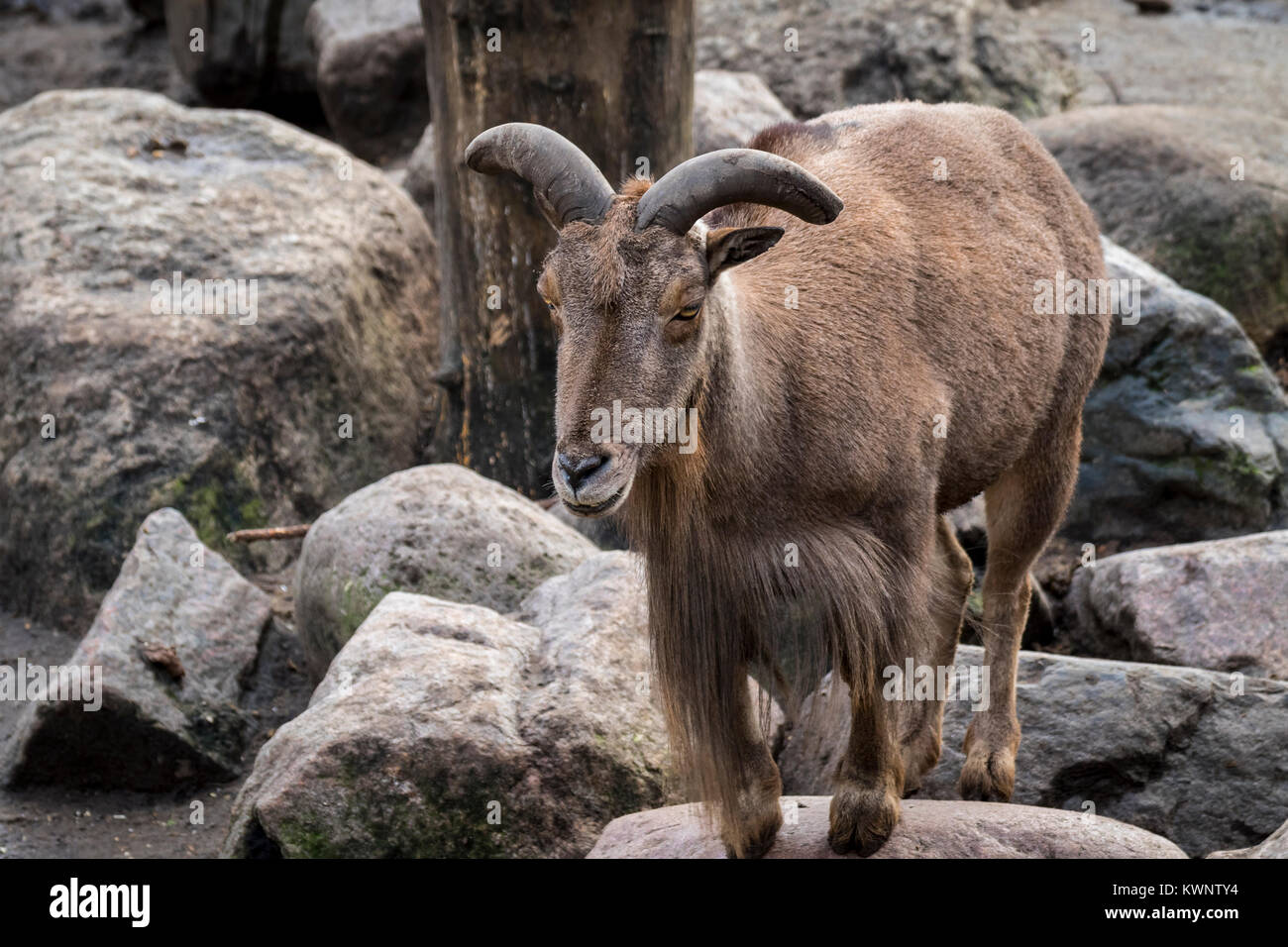 The wild goat Stock Photo - Alamy