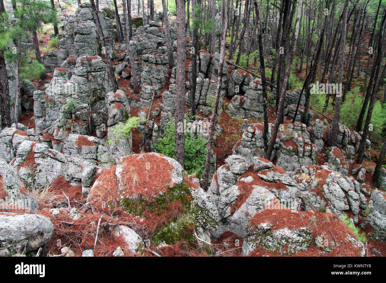Many stones inside pine tree forest Stock Photo - Alamy