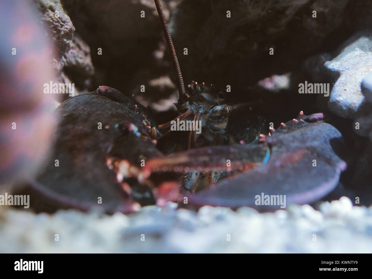 Close-up view of Lobster in the sea Stock Photo - Alamy