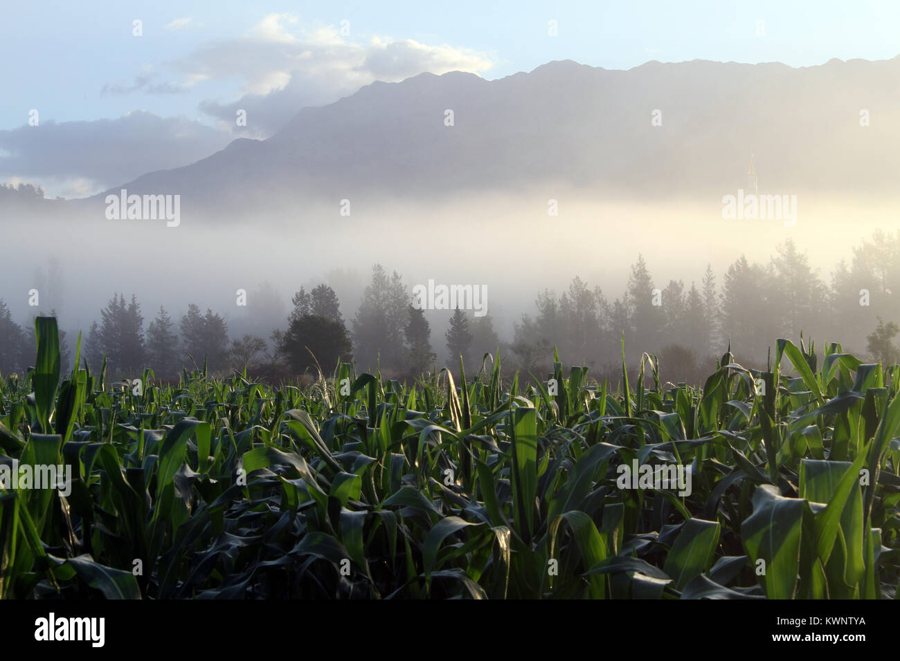 Corn field turkey hi-res stock photography and images - Alamy