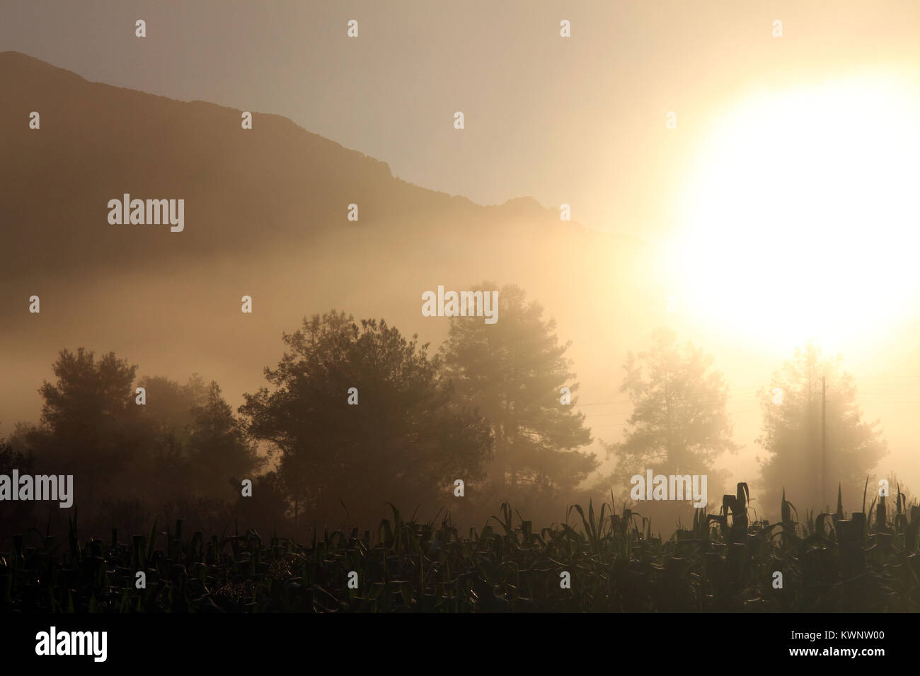 Corn field turkey hi-res stock photography and images - Alamy