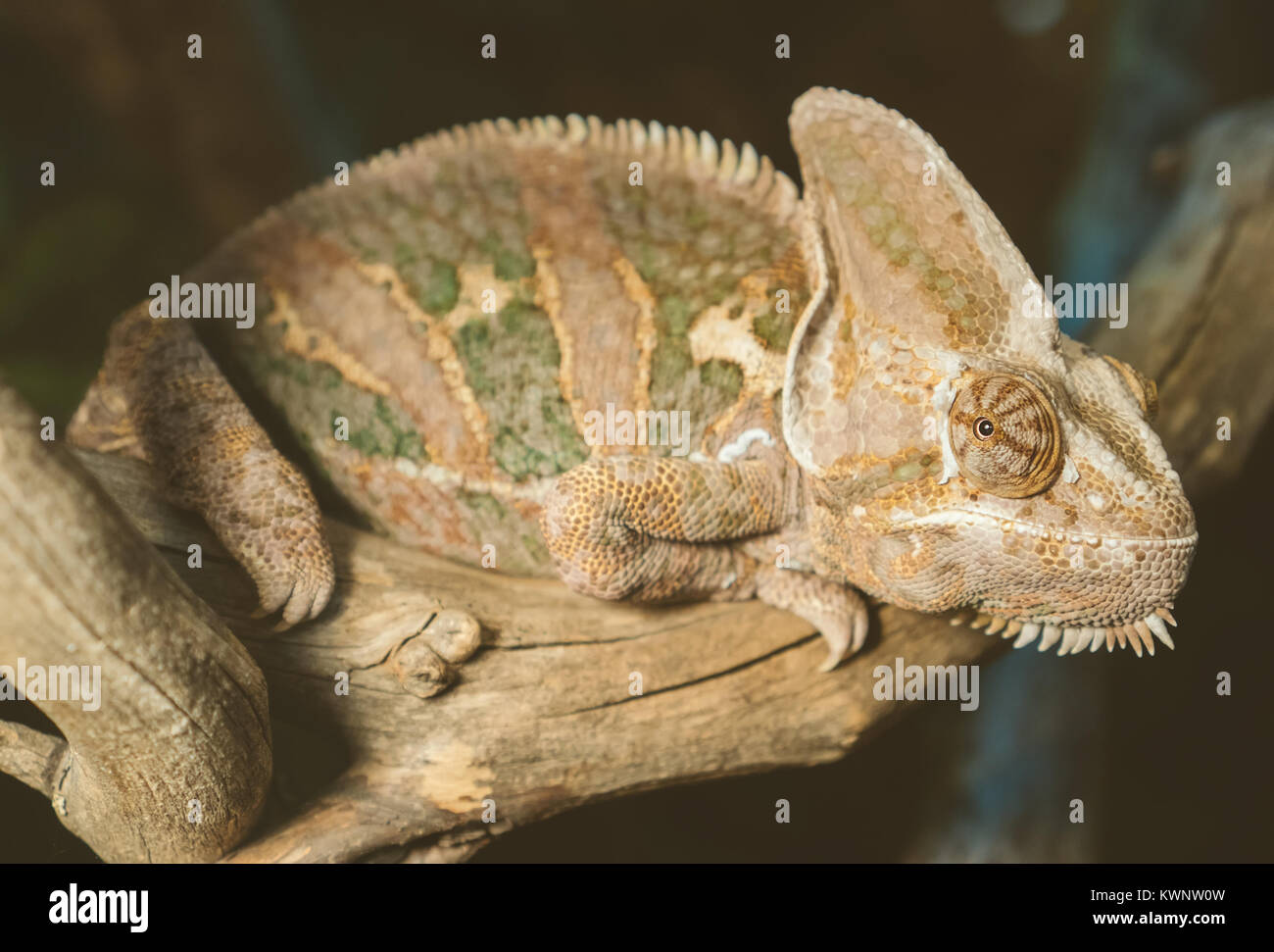 Close-up view of chameleon sitting on the branch Stock Photo - Alamy