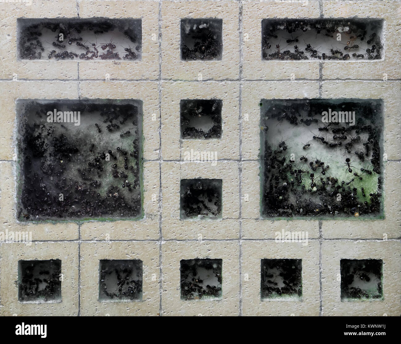 Ant farm hi-res stock photography and images - Alamy