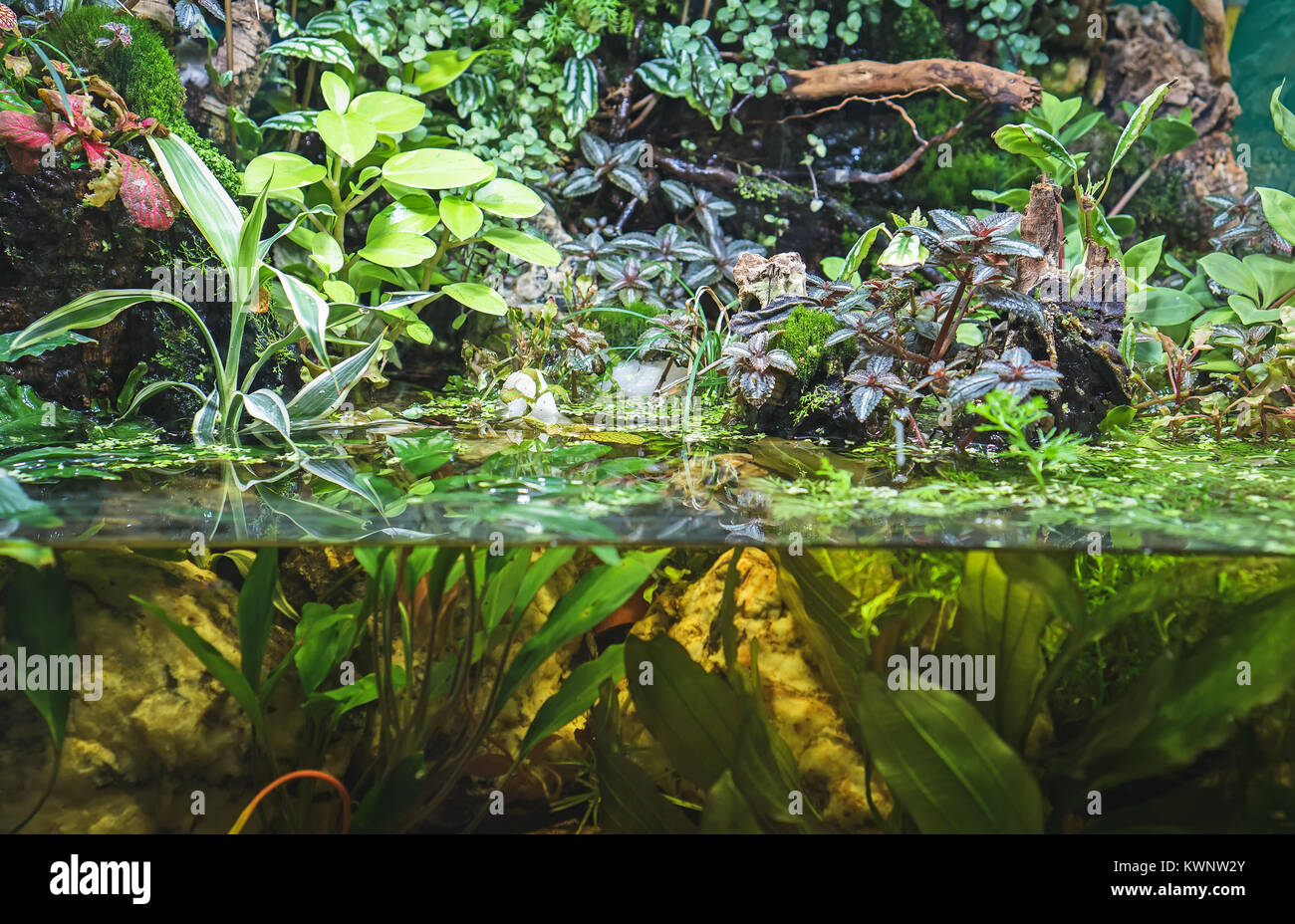 Beautiful freshwater green aquarium with plants Stock Photo - Alamy