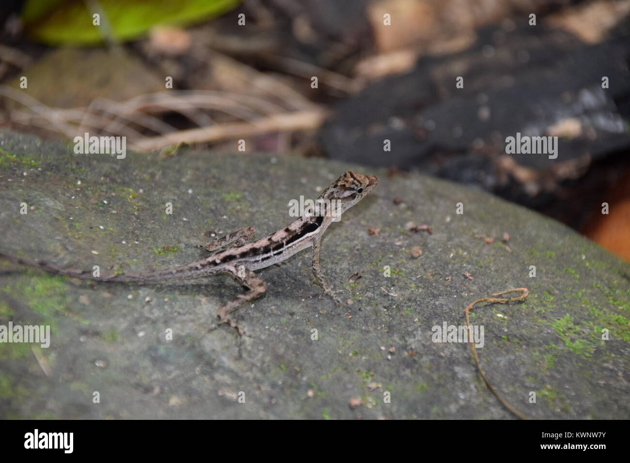 Anole, Carara National Park, Costa Rica Stock Photo - Alamy
