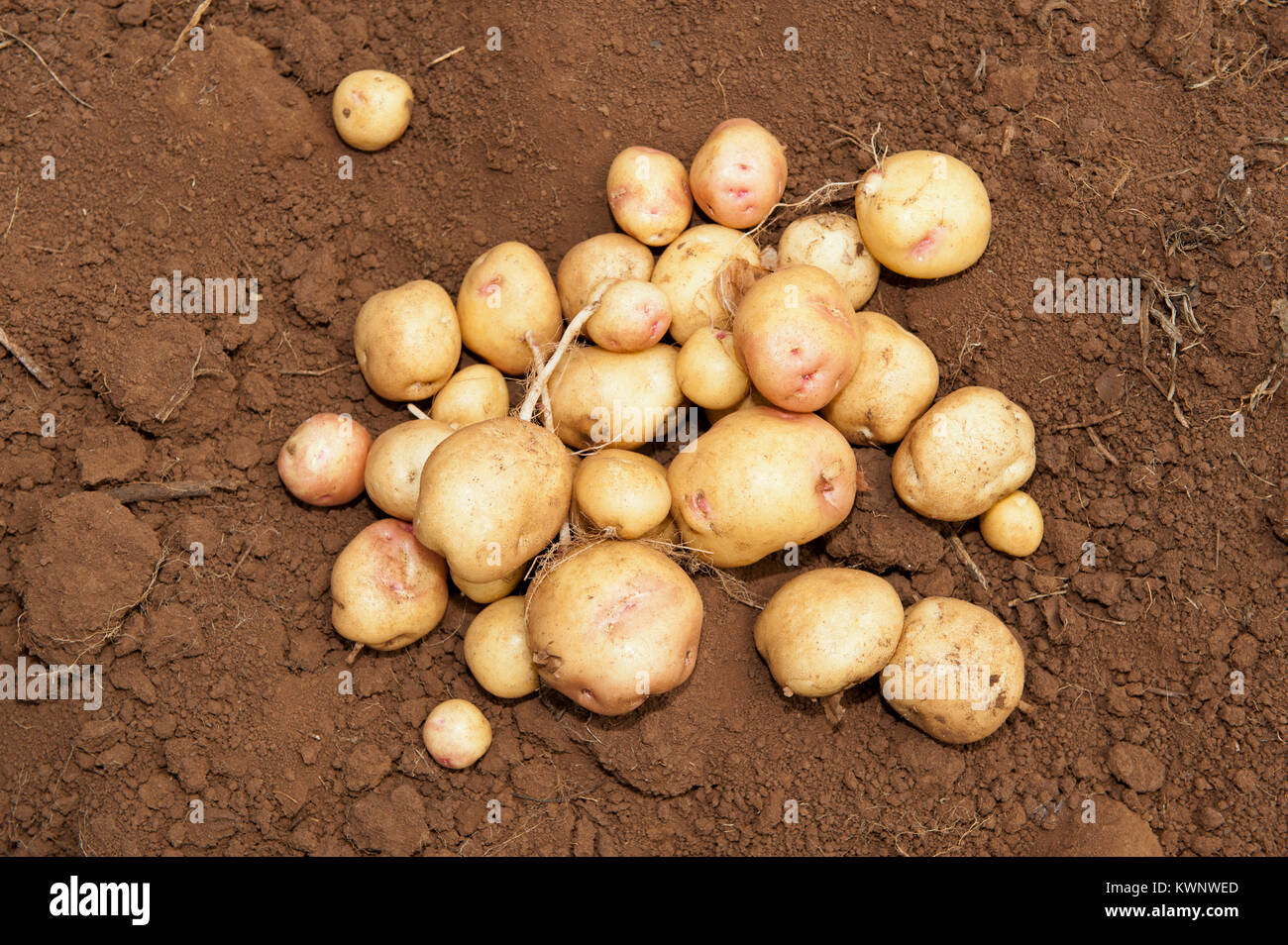 Crop of Irish potatoes harvested by Rwandan famer Stock Photo - Alamy