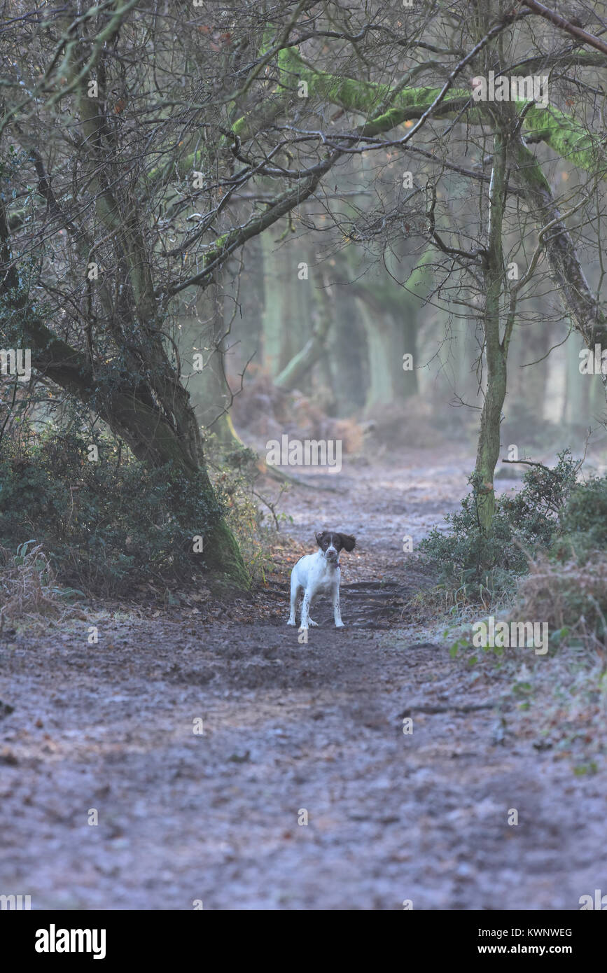 English springer puppy hi-res stock photography and images - Alamy