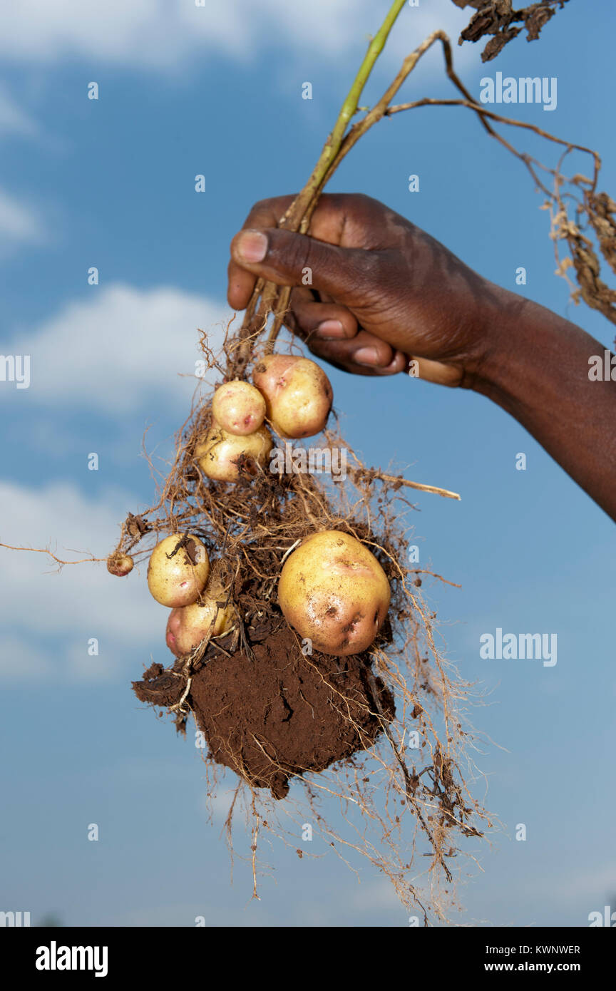 Crop of Irish potatoes harvested by Rwandan famer Stock Photo - Alamy