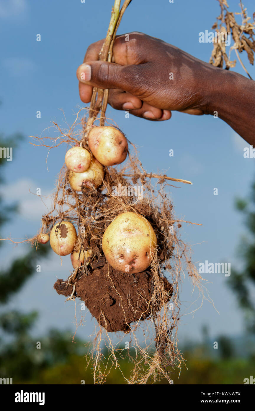 Crop of Irish potatoes harvested by Rwandan famer Stock Photo - Alamy