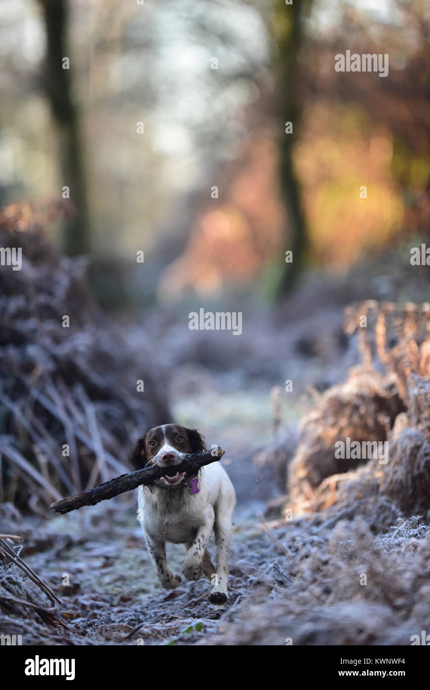 English springer puppy winter Stock Photo - Alamy