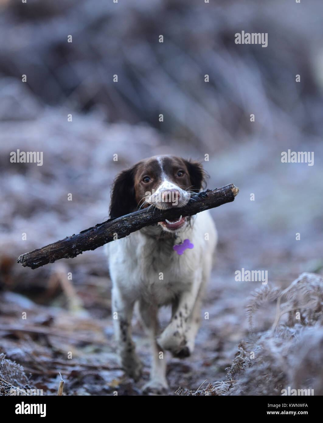English springer spaniel puppy winter hi-res stock photography and ...
