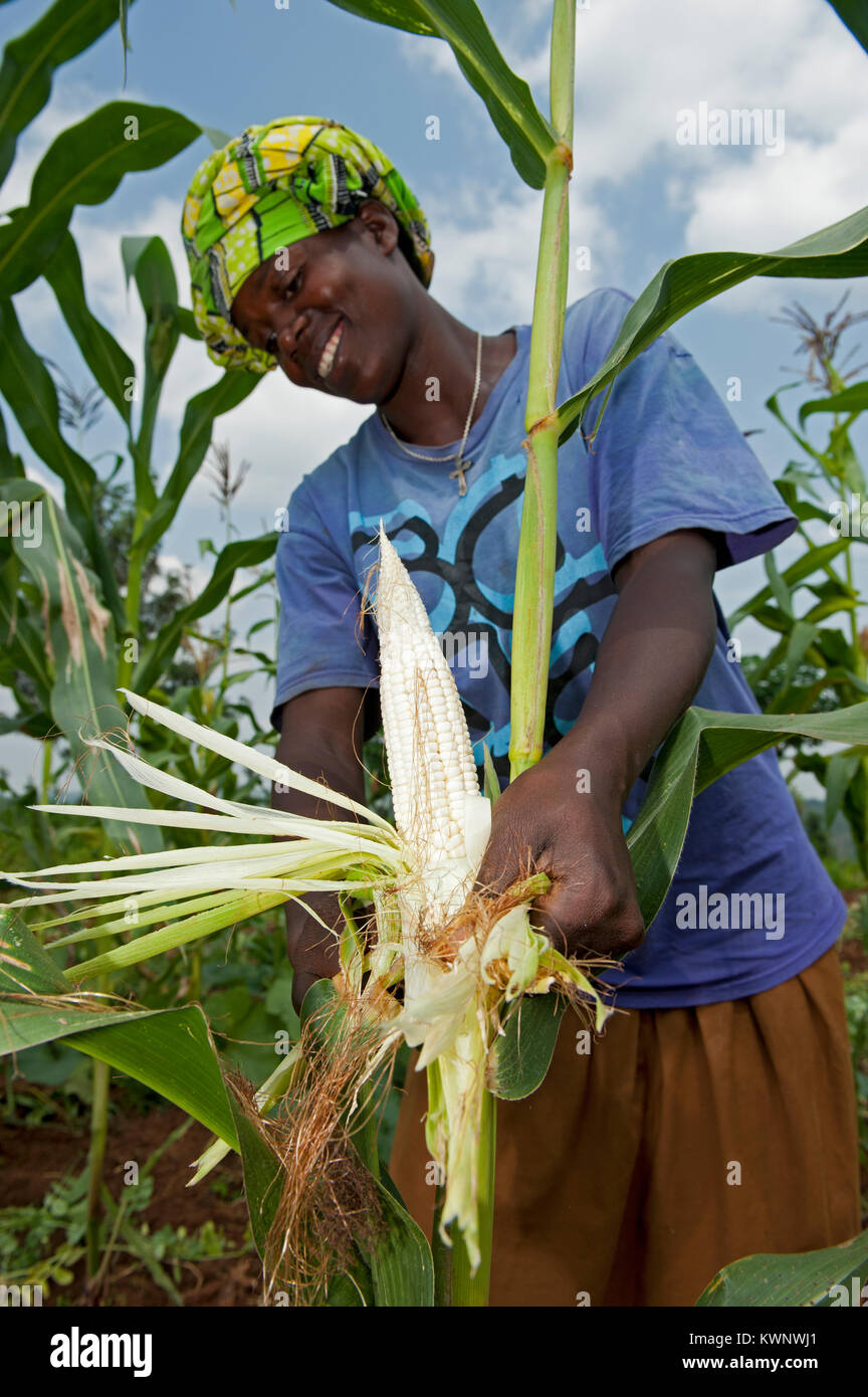 Harvesting corn africa hi-res stock photography and images - Alamy