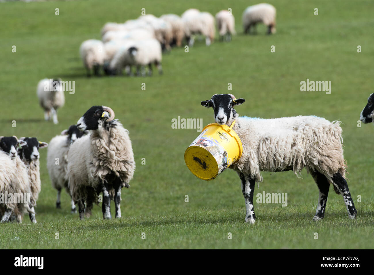 Sheep with a bucket round its neck, with others looking on Stock Photo ...